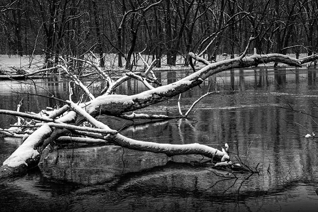 Grand River Fallen Tree During Winter by Johnson Park in Grand Rapids ...