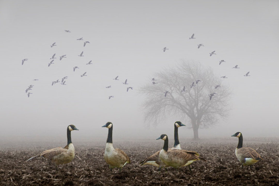 Migrating Canada Geese in Fog-laden Landscape, Flying Geese on a Misty ...