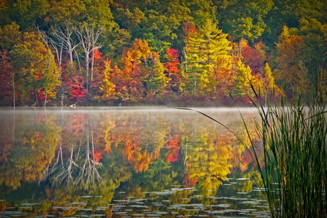 Autumn Colors, Lake Reflections, Colorful Trees, Lake Cattails, Fall ...