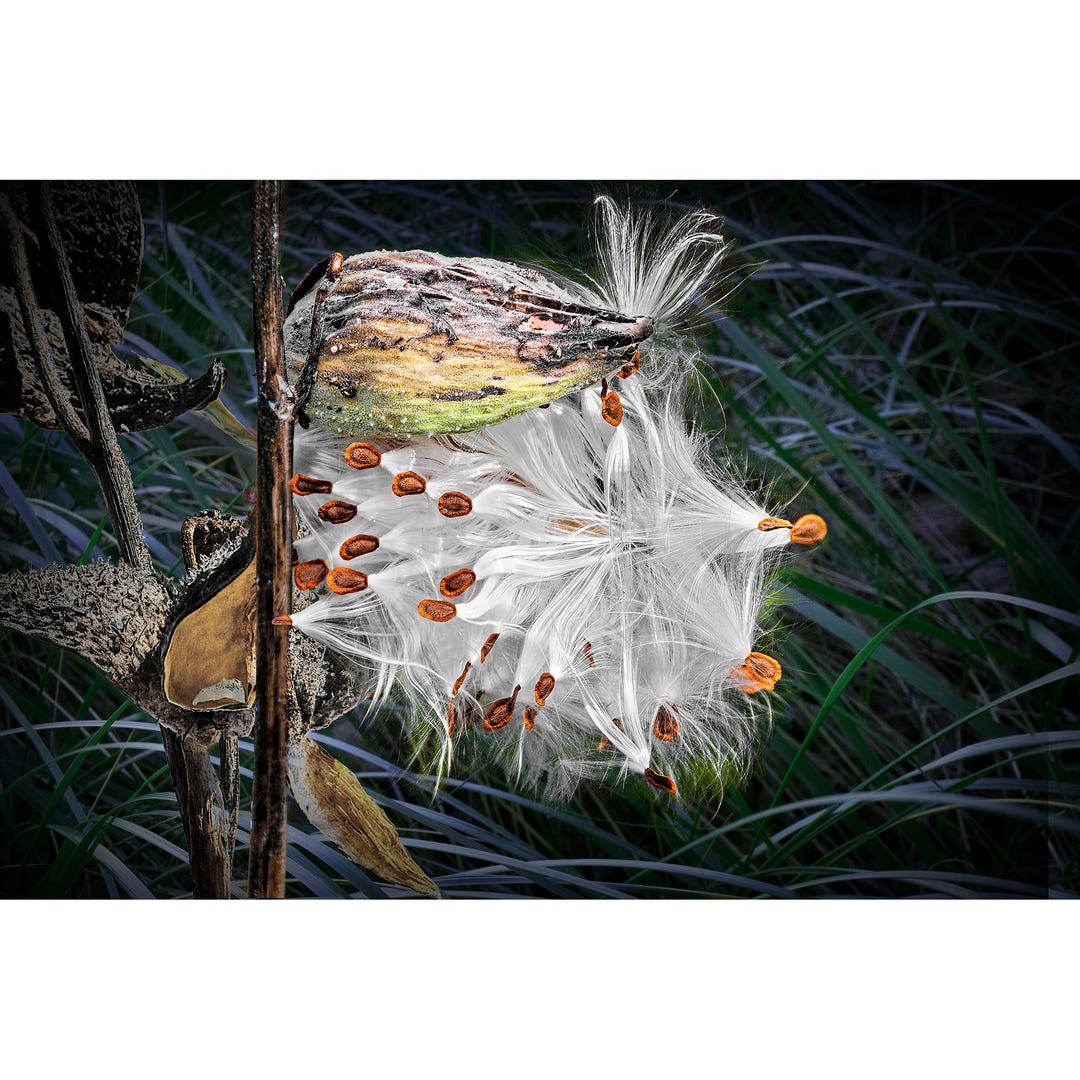 Autumn Milkweed Pod Bursting With Seeds and Coma, Silkweed, Botanical ...