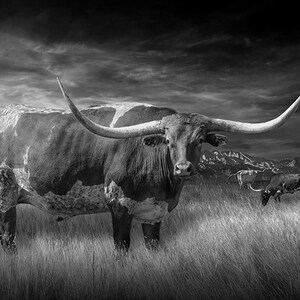 Texas Longhorn Western Wall Decor, Cowboy Art, Range Cattle Drive, Fine ...