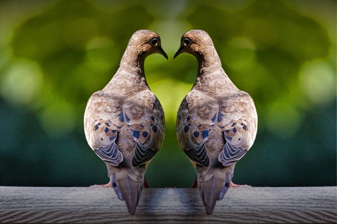 Love Doves, Love Birds, Gift for Her, Valentine Heart, Valentines Day, Art Print, Valentine ...