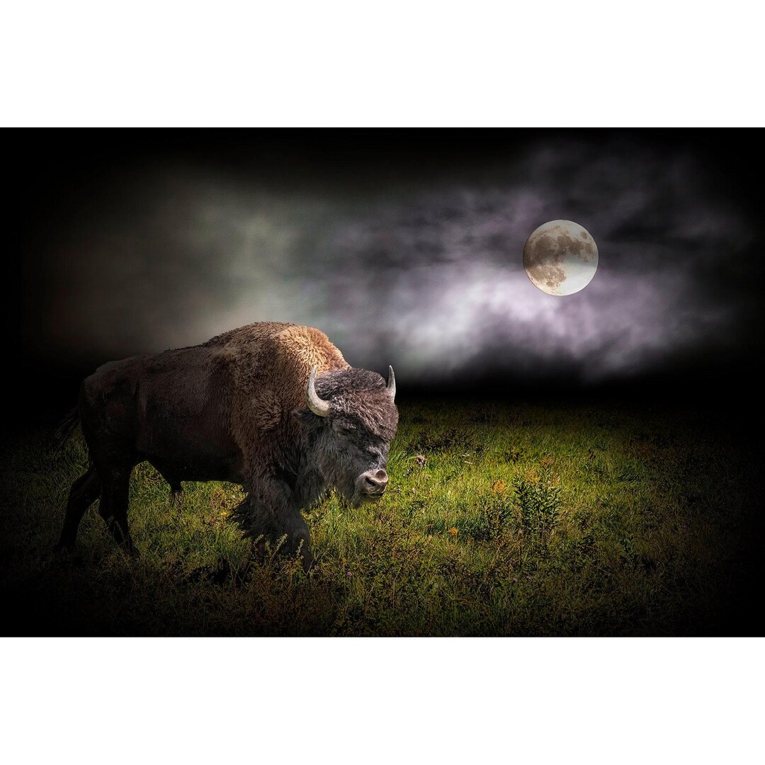 Buffalo in the Moonlight Landscape, Western Photo of an American Bison ...