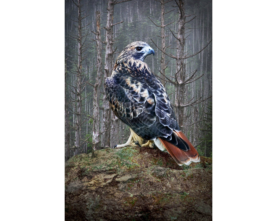 Red Tail Hawk Red-tail Predator Bird Photography Woodland - Etsy