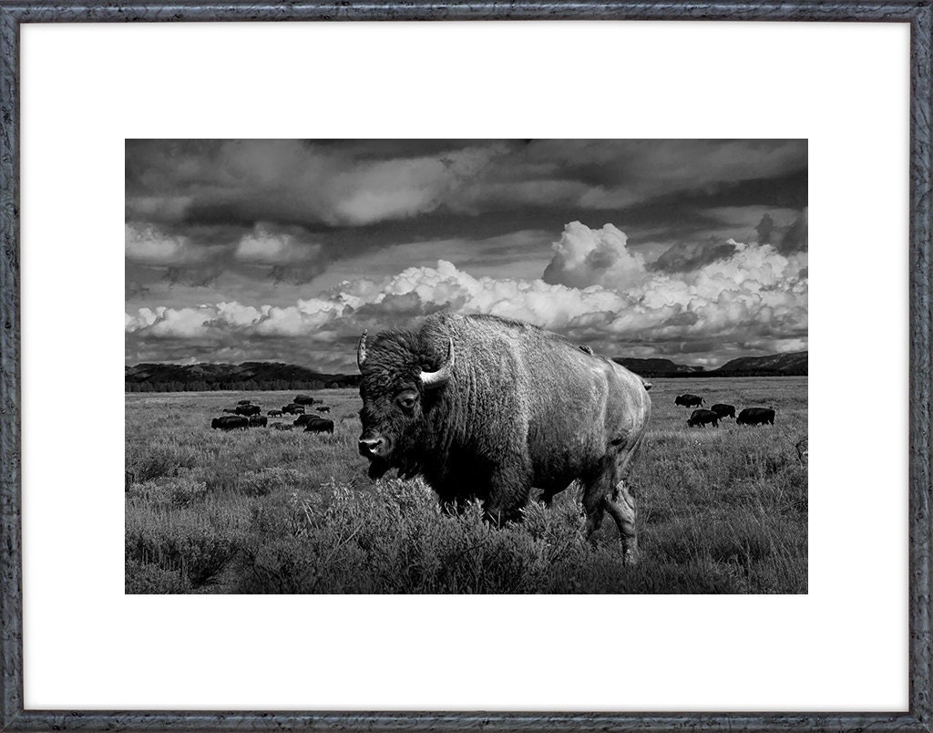 American Buffalo Buffalo Art Print Bison Wildlife Teton - Etsy
