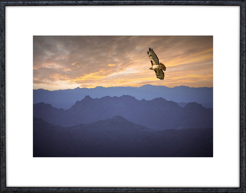 Soaring Red Tailed Hawk at Sunset A Fine Art Photograph | Etsy