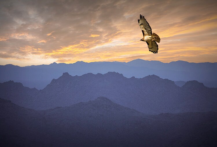 Soaring Red Tailed Hawk at Sunset A Fine Art Photograph | Etsy