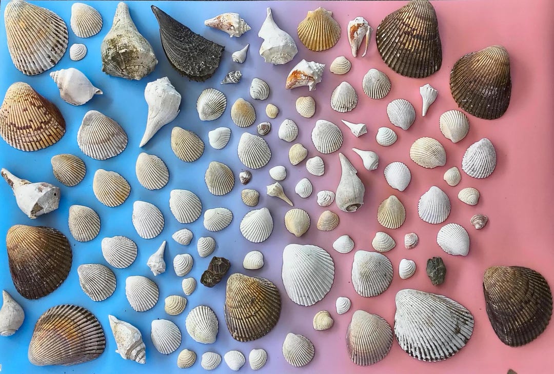 Bulk Sea Shell Mix - Raw Coastal Craft Supplies & Ocean Decor - Etsy