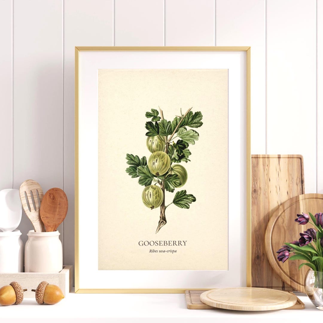 Gooseberry Botanical Print | Vintage Fruit Illustration | Antique ...
