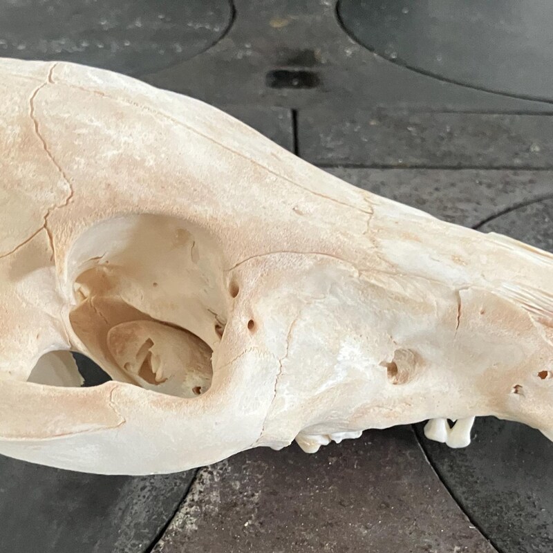 Small Pig Skull - Etsy