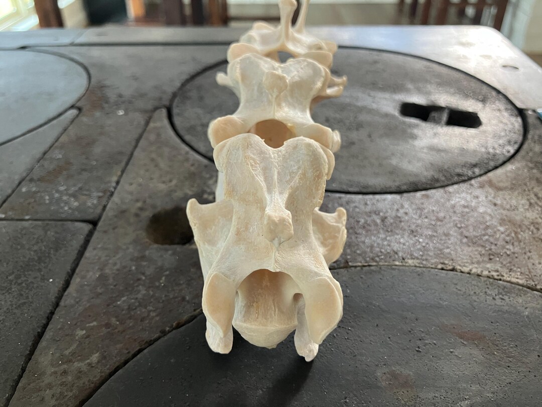 Fused Backbone / Spine - 4 Vertebrates - Etsy