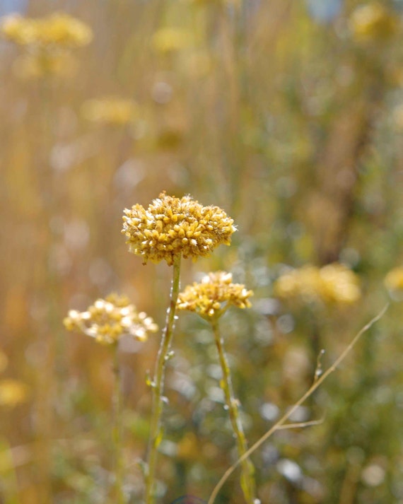 Items similar to Spring Photograph Golden Yellow Flower Photo Meadow ...