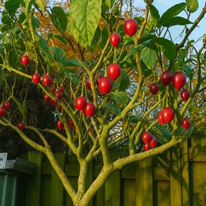 10 Tamarillo Tree Tomato Seeds – Fast-growing Fruit Tree Yields 60+ Lbs ...