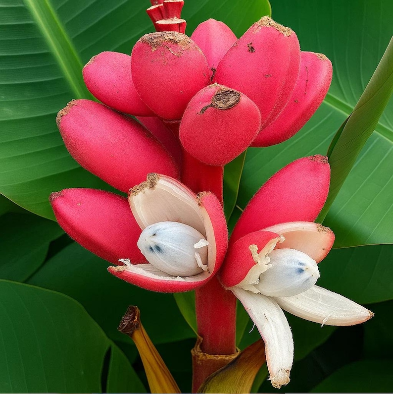 10 Pink Dwarf Banana Tree Seeds – Rare Musa Velutina Fast-growing Hardy ...