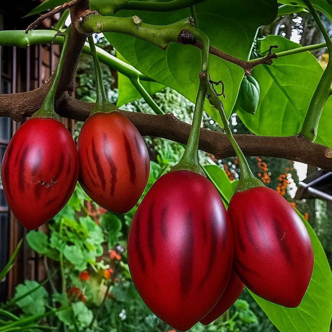 10 Tamarillo Tree Tomato Seeds – Fast-growing Fruit Tree Yields 60+ Lbs ...