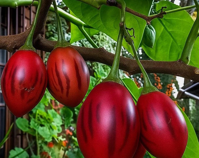 10 Tamarillo Tree Tomato Seeds – Fast-growing Fruit Tree Yields 60+ Lbs ...