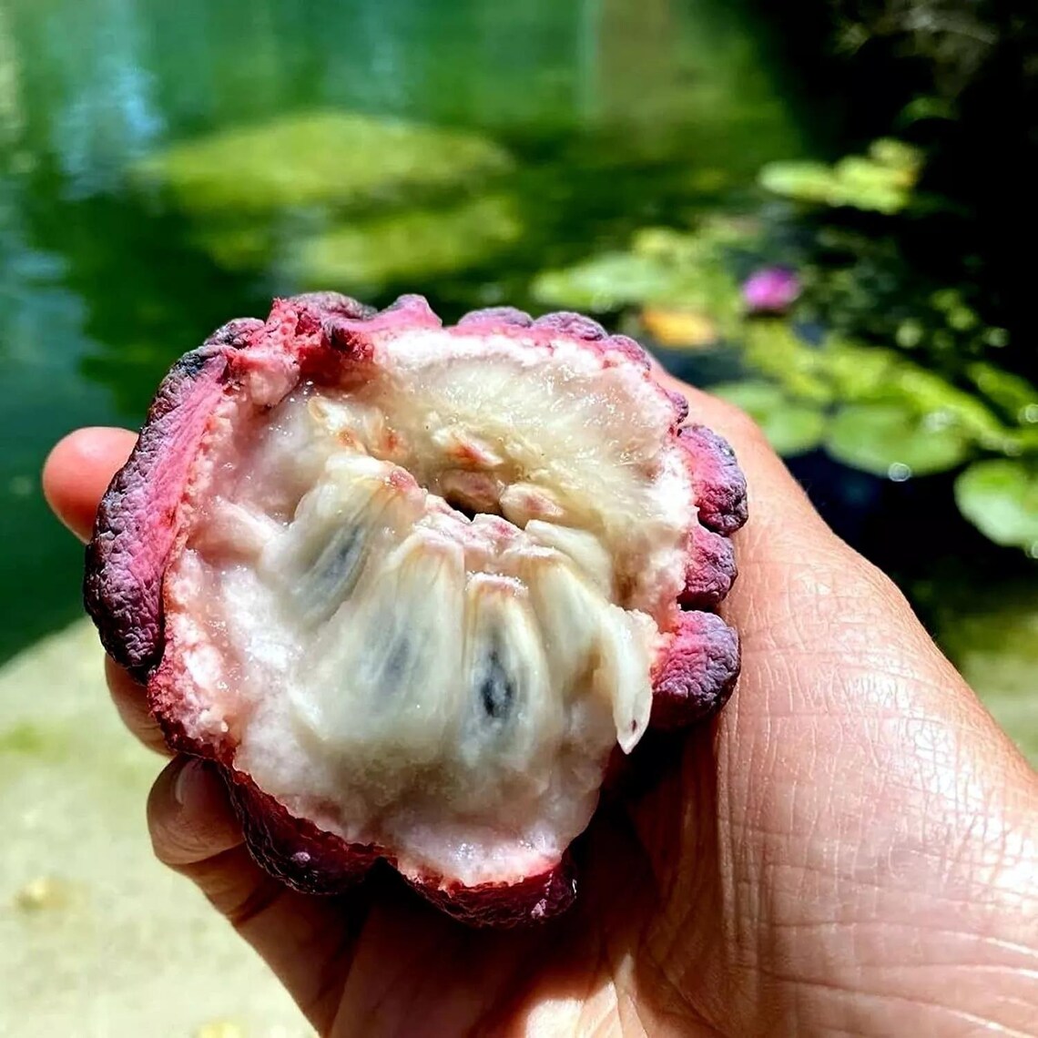 10 Seeds Thai Purple Sugar Apple | Exotic Sweetsop Fruit Tree – Annona ...