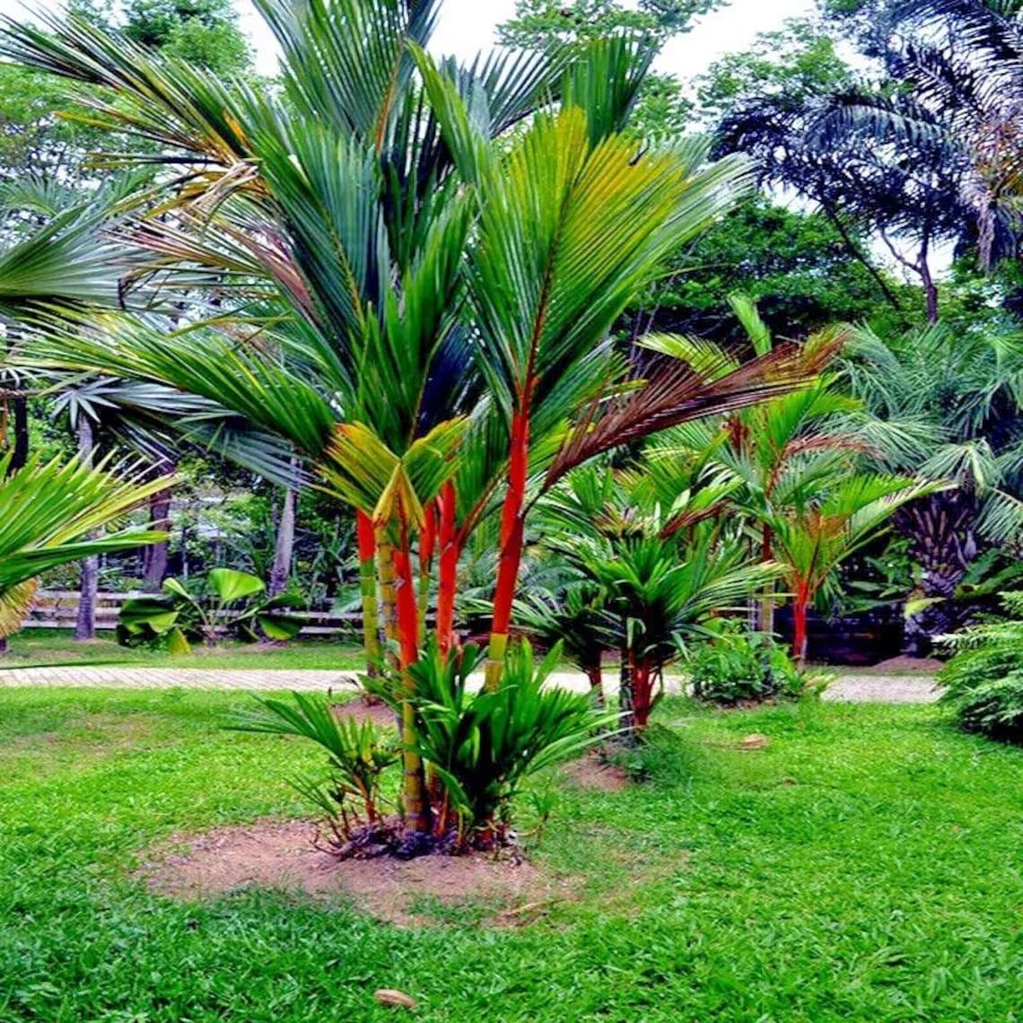 10 Red Sealing Wax Palm Tree Seeds - Cyrtostachys Renda - Lipstick Palm ...