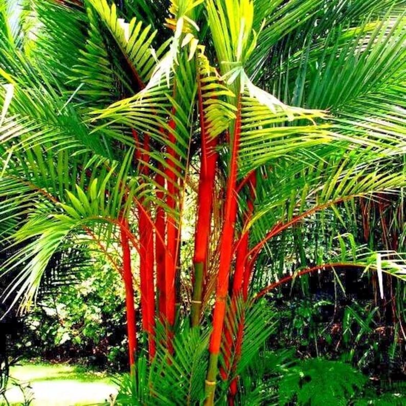 10 Red Sealing Wax Palm Tree Seeds - Cyrtostachys Renda - Lipstick Palm ...