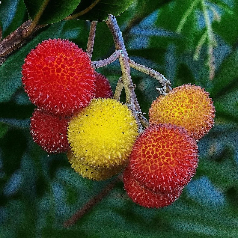 10 Strawberry Tree Seeds – Arbutus Unedo Rare Garden Fruit Plant (irish ...