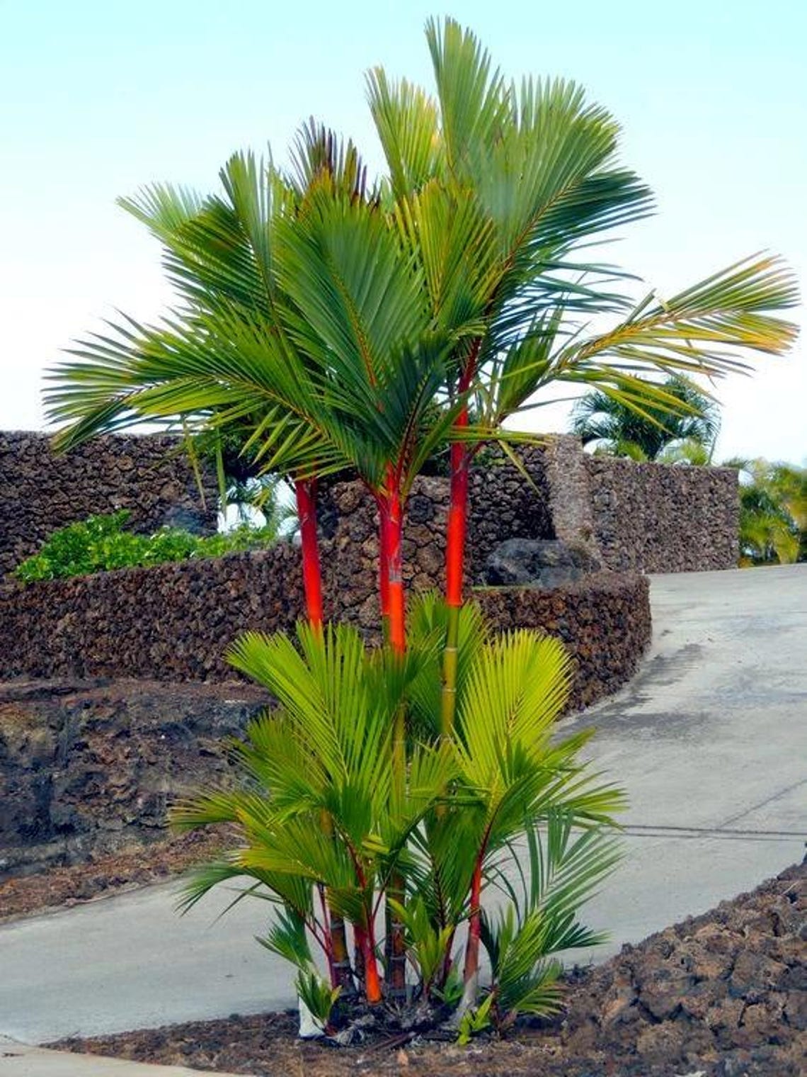 10 Red Sealing Wax Palm Tree Seeds - Cyrtostachys Renda - Lipstick Palm ...