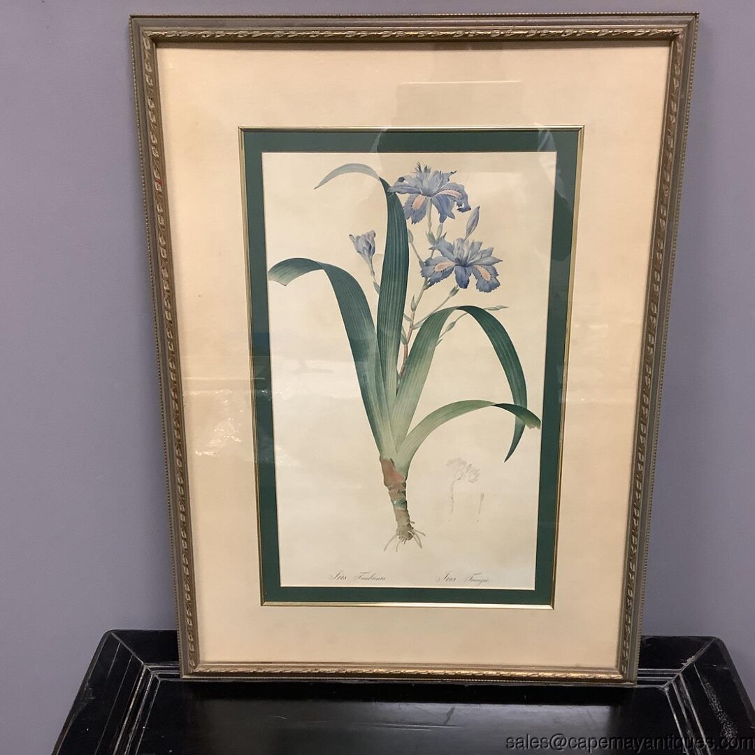 Pierre Joseph Redoute Botanical Lithograph Print Iris Fimbiata Framed ...
