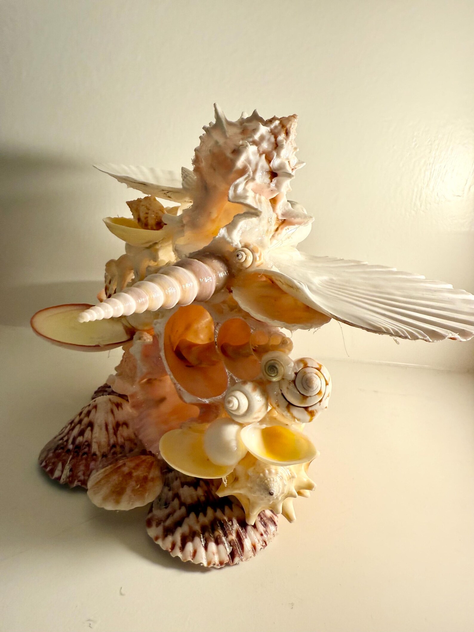 Seashell Jewelry Display - Etsy