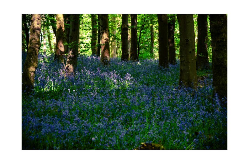 Blue Bell Wood - Etsy Canada