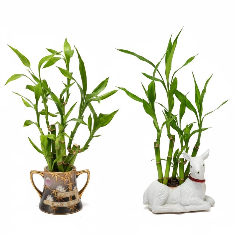 Lucky Bamboo Seeds Mix 20 Pack | Indoor Plant | Feng Shui Good Easy to ...