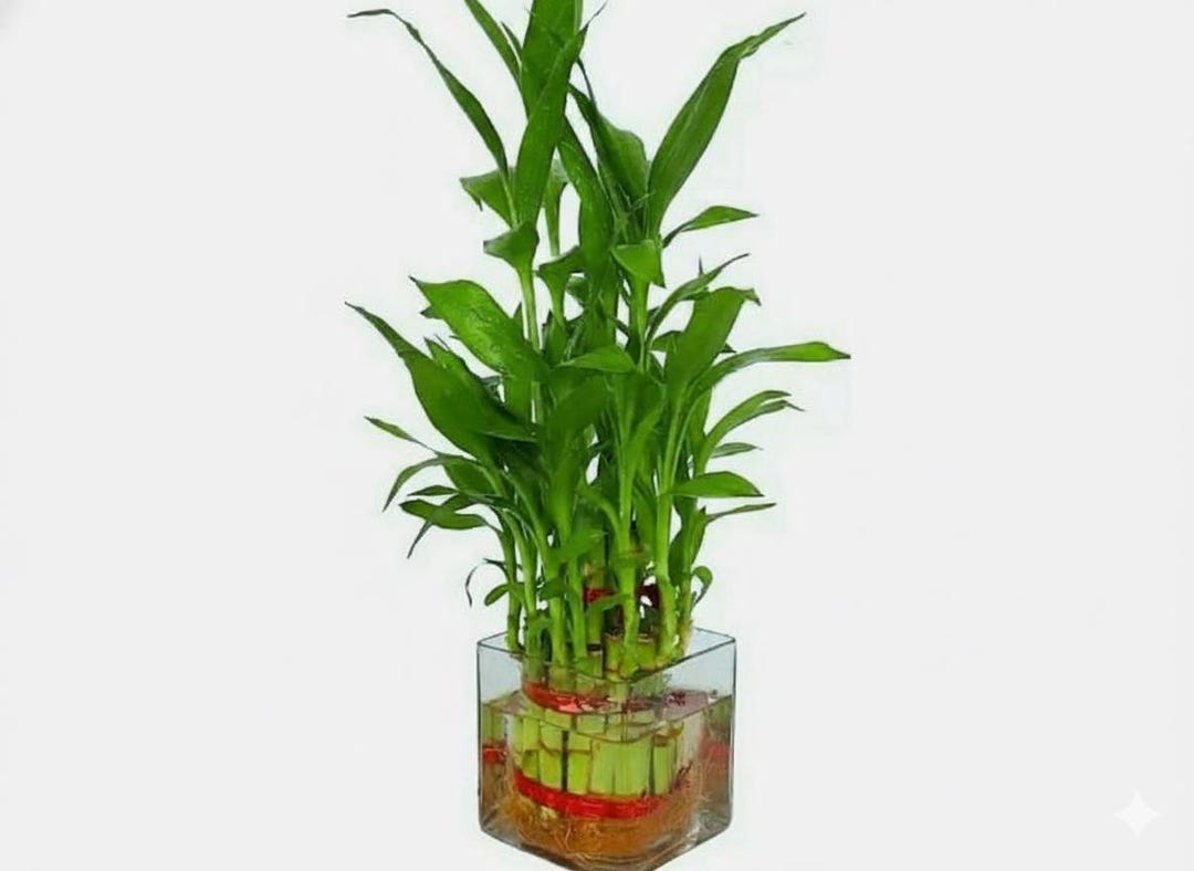 Lucky Bamboo Seeds Mix 20 Pack | Indoor Plant | Feng Shui Good Easy to ...