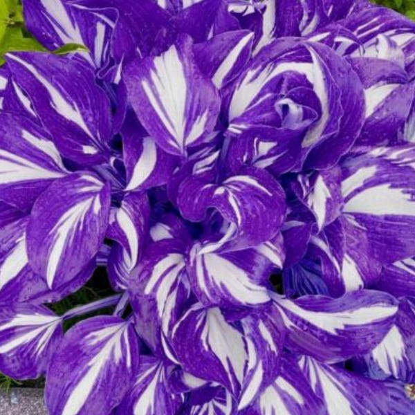 Purple Hosta Plant - Etsy
