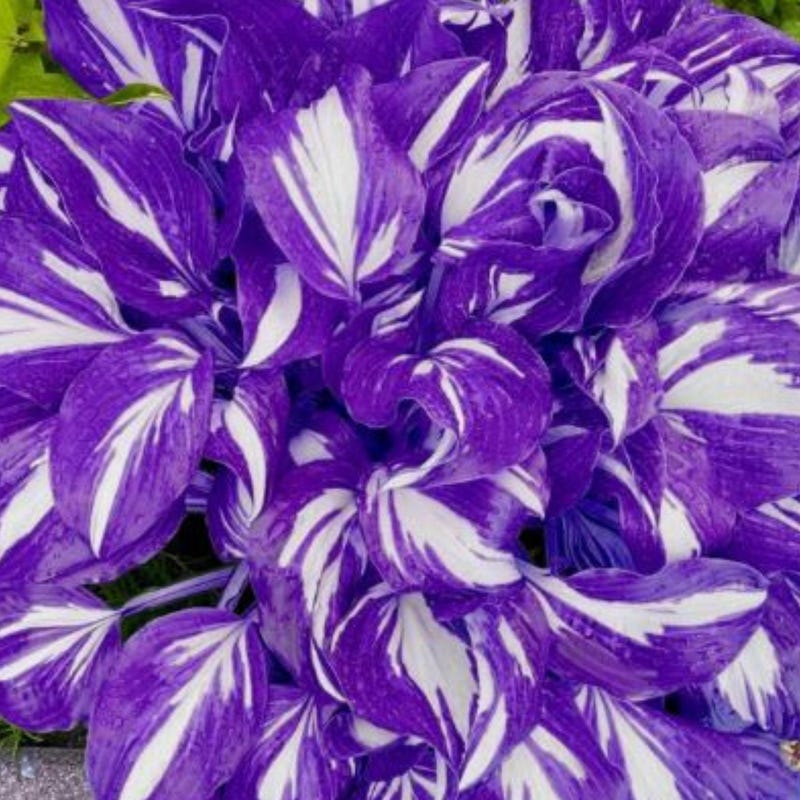 Purple Hosta Plant - Etsy