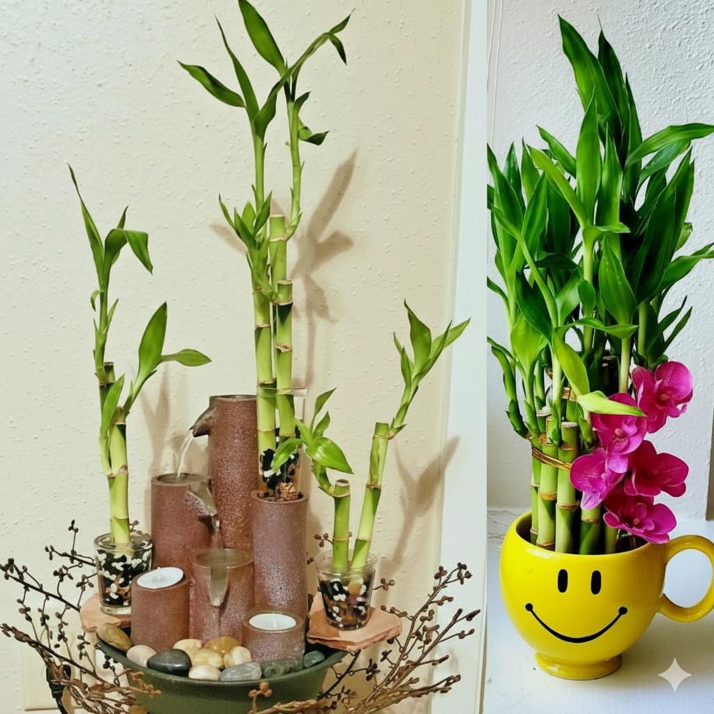 Lucky Bamboo Seeds Mix 20 Pack | Indoor Plant | Feng Shui Good Easy to ...
