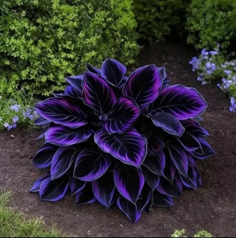 Hosta Seeds Cold-hardy Perennial Plants - Hosts Purple-black Suitable ...