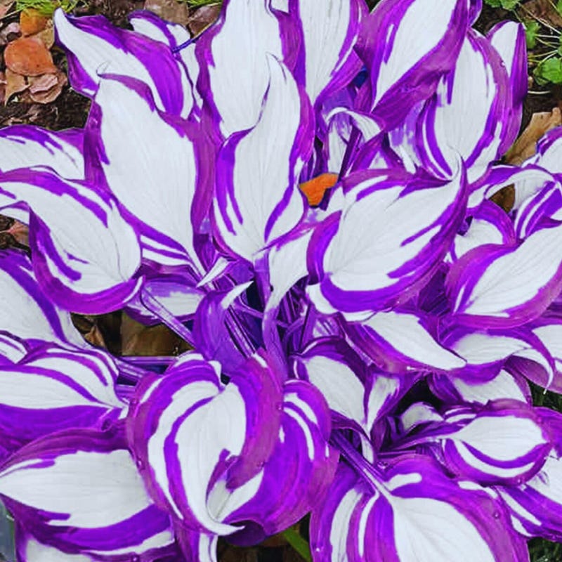 Purple Hosta Plant - Etsy