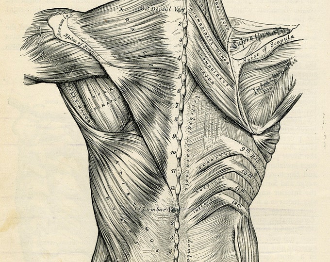 Human Back - Human Body Anatomy Illustration - 1887 Antique Medical ...