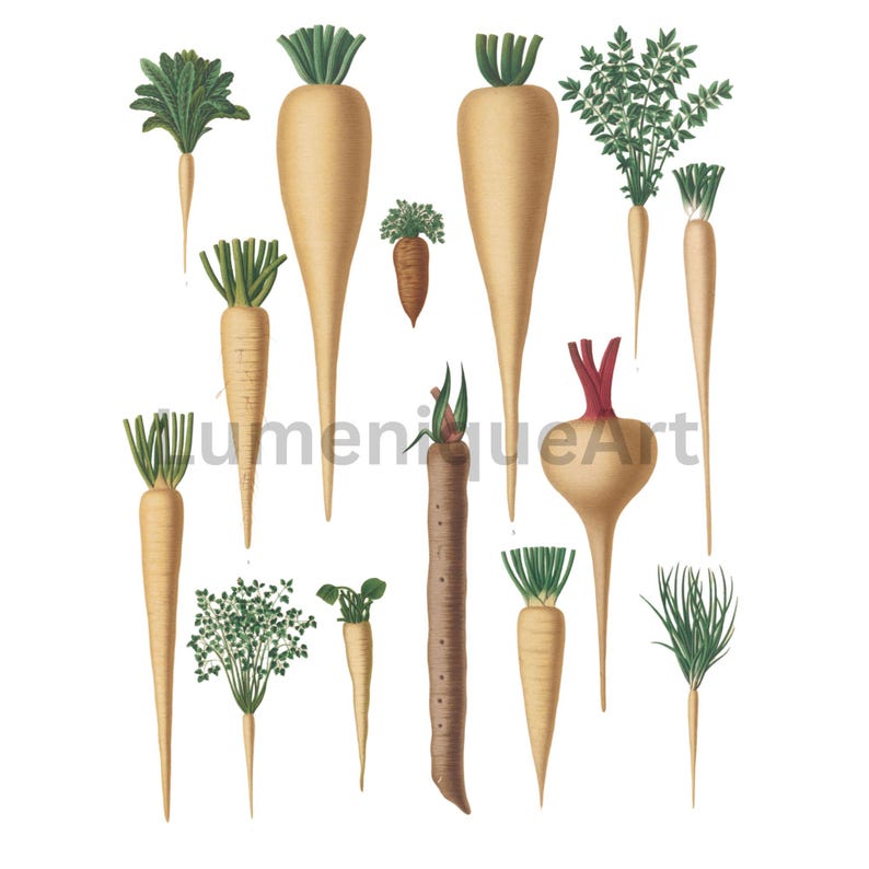 Vintage Album Benary Vegetable Herb Clipart PNG | 32 Ernst Benary 19th ...