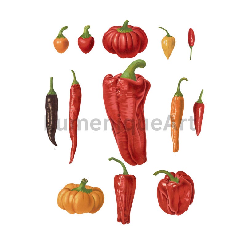 Vintage Album Benary Vegetable Herb Clipart PNG | 32 Ernst Benary 19th ...