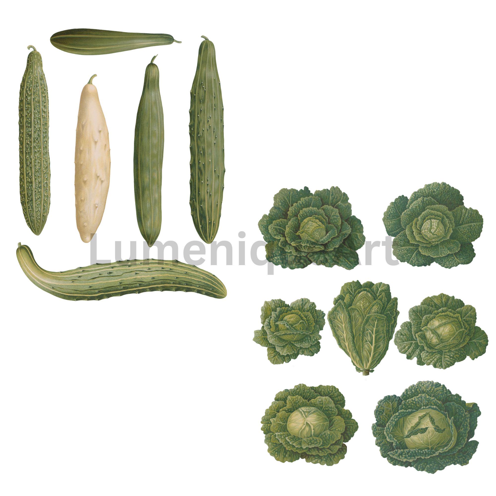 Vintage Album Benary Vegetable Herb Clipart PNG | 32 Ernst Benary 19th ...