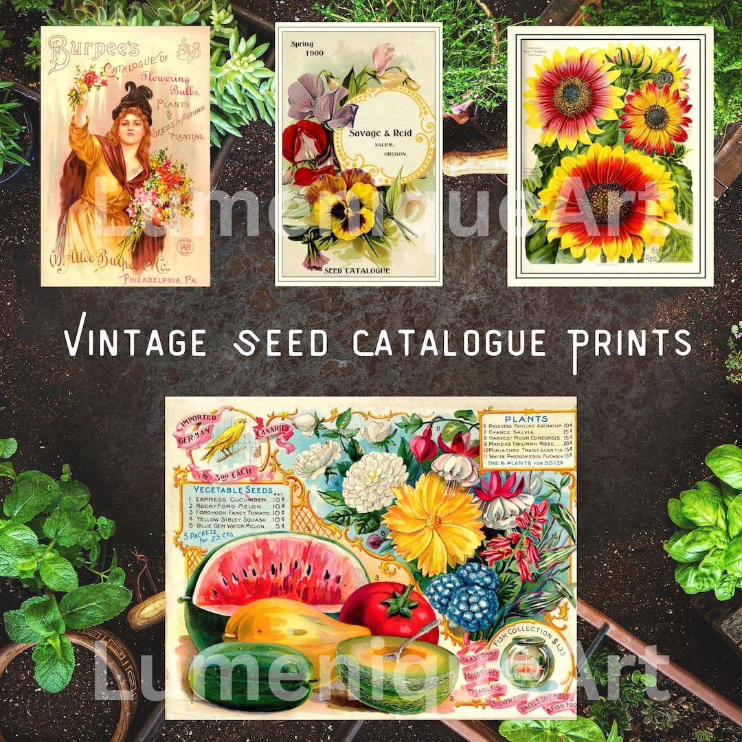 Vintage Seed Packet Prints Restored Botanical Art | 34 Flower Vegetable ...