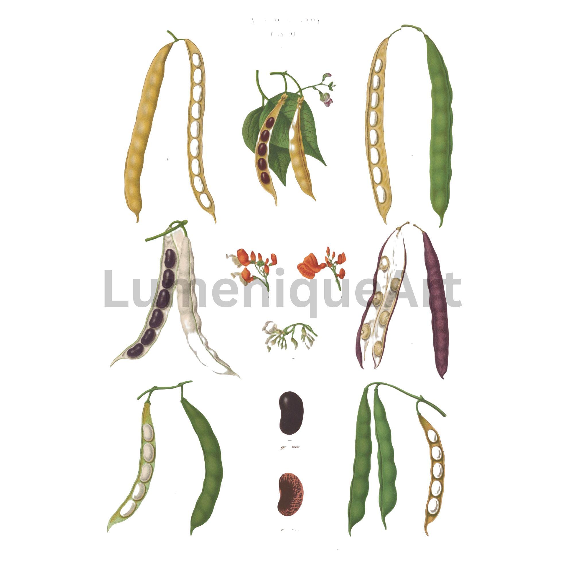 Vintage Album Benary Vegetable Herb Clipart PNG | 32 Ernst Benary 19th ...