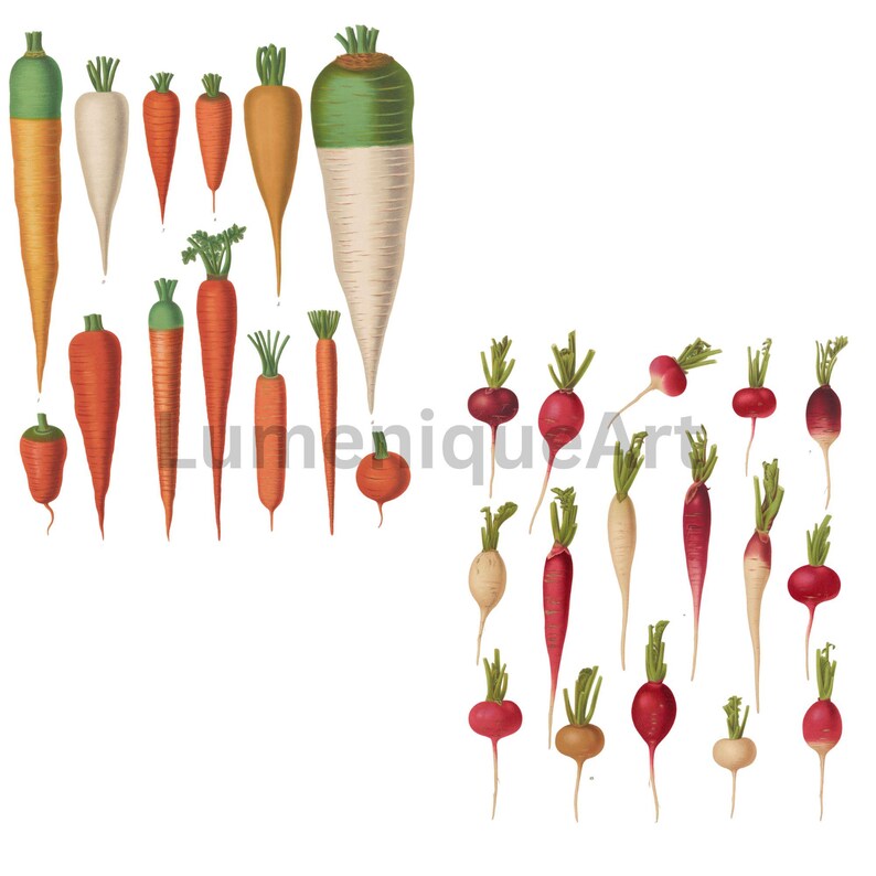 Vintage Album Benary Vegetable Herb Clipart PNG | 32 Ernst Benary 19th ...