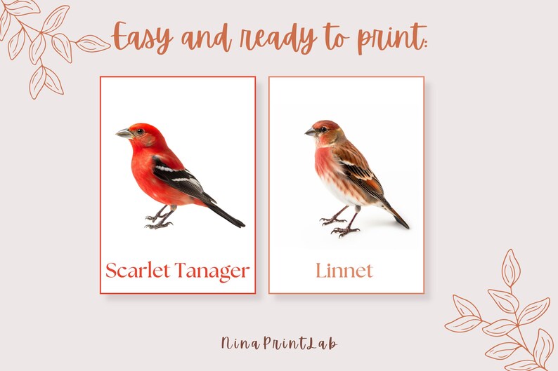 20 Printable Birds Flashcards + FREE Mini Ebook, Educational Bird Cards ...