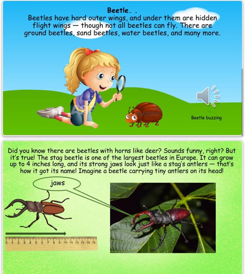 Preschool Insects Powerpoint | Kids Learning Presentation ...