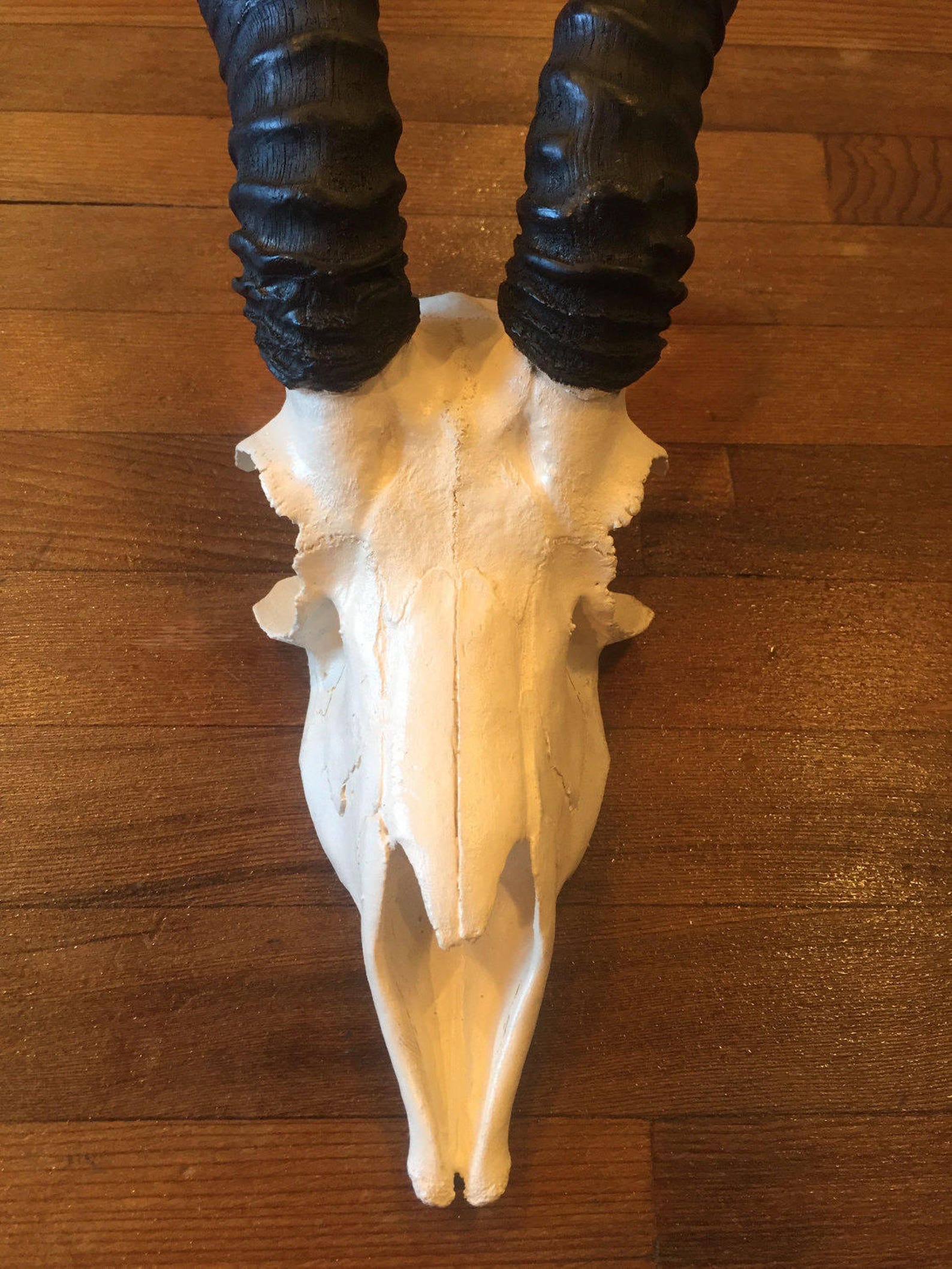 African Male Springbok Skull and Horns Faux Replica Taxidermy - Etsy