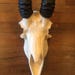 African Male Springbok Skull and Horns Faux Replica Taxidermy Skulls ...
