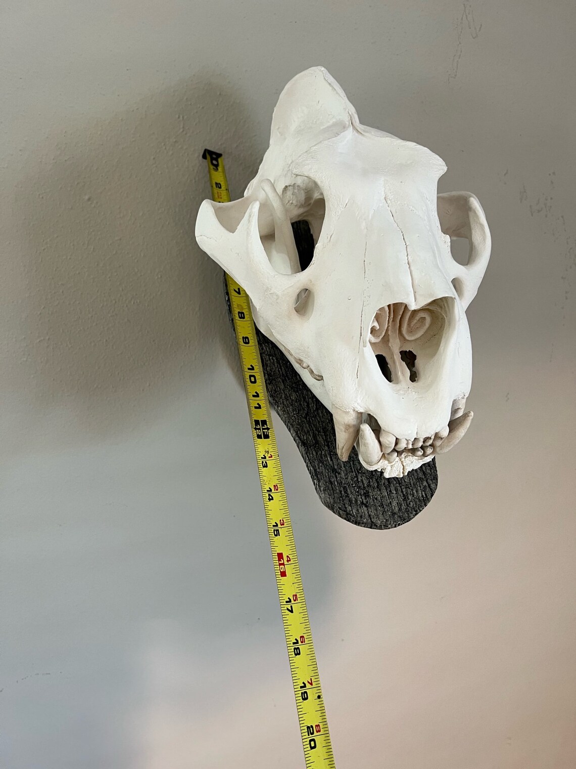 Large Wall Mounted Male AFRICAN LION SKULL Replica Taxidermy - Etsy