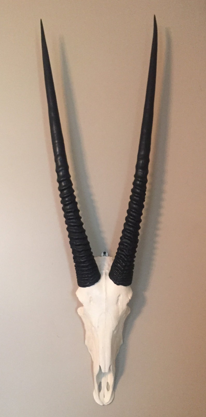 Handmade GEMSBOK OYRX Skull Faux Replica Taxidermy Skulls Gemsbuck ...