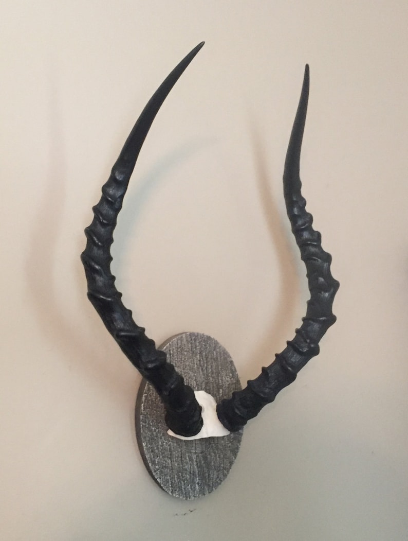 African Impala Ram Skull/mount/horns/antelope/taxidermy Home Cabin ...