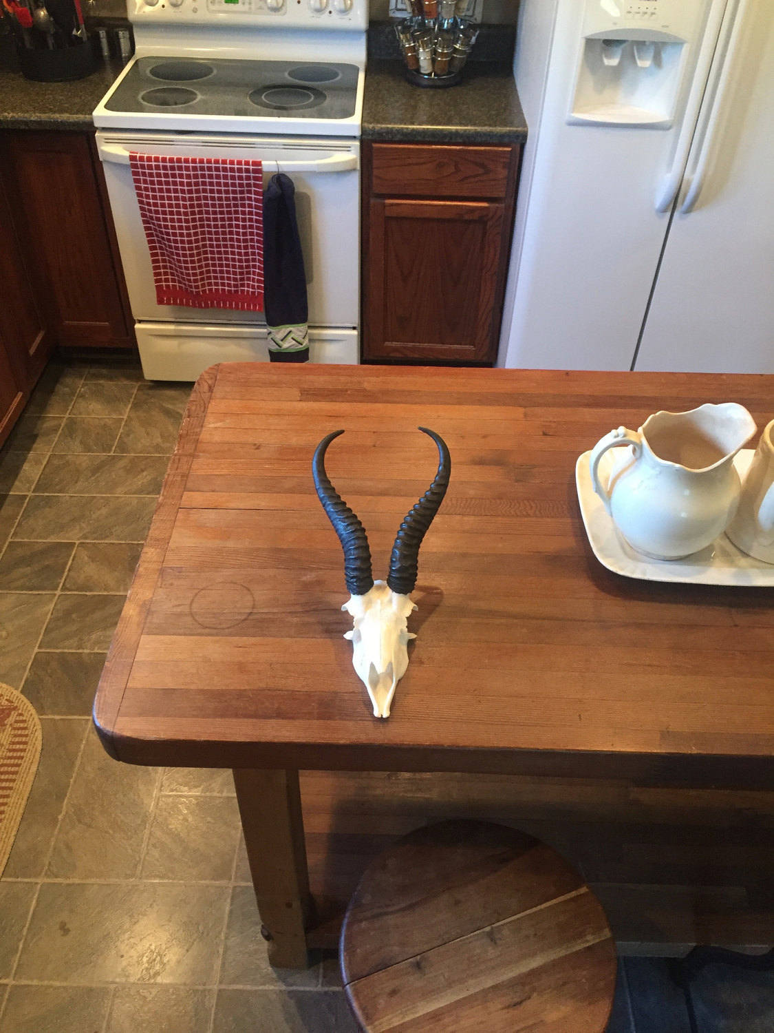 African Male Springbok Skull and Horns Faux Replica Taxidermy Skulls ...